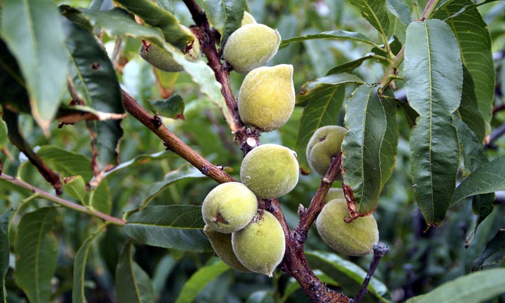 درخت بادام – [از کاشت تا برداشت درخت بادام]